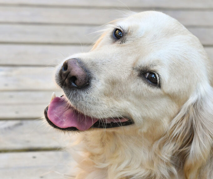 How to make a Golden Retriever Smile